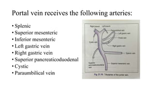 Tributaries of portal veins | PPT