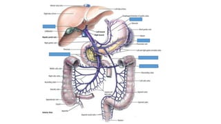 Tributaries of portal veins | PPT
