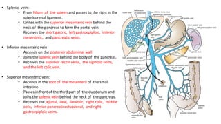 Tributaries of portal veins | PPT