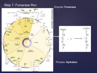 Tricarboxylic acid cycle (krebs cycle) | PPT