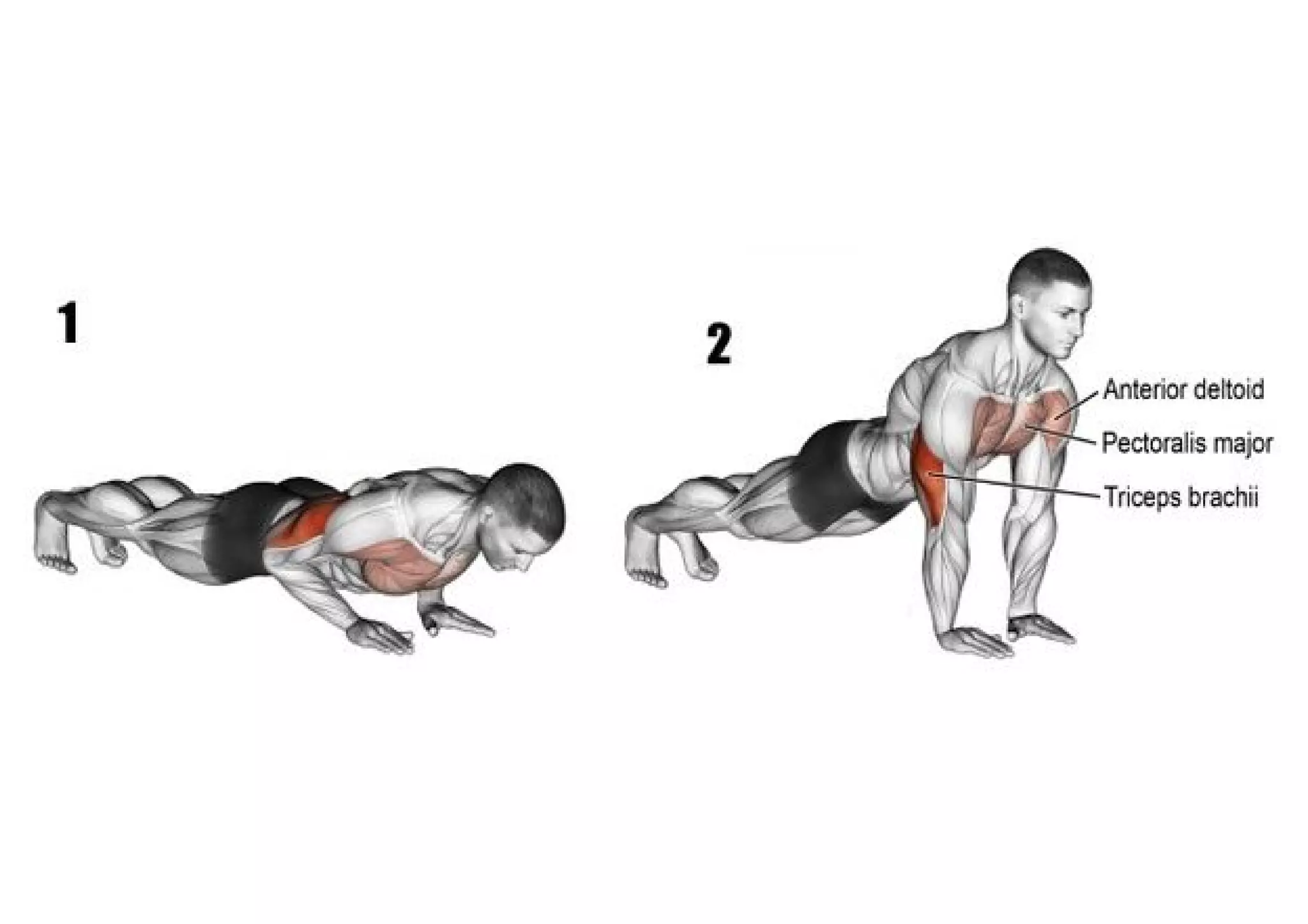 Tricep pushups | PPT