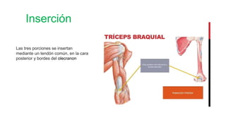 Triceps braquial | PPSX