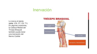 Triceps braquial | PPSX
