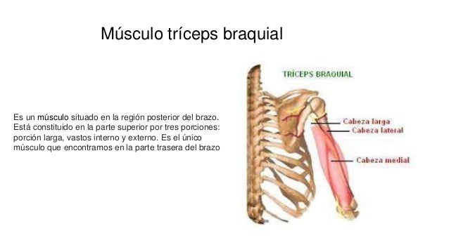 Triceps braquial