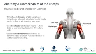Triceps Rupture for orthopaedic surgeons | PPTX