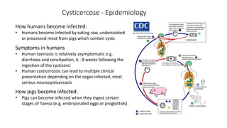 Cysticercosis and Trichinella detection in meat | PPTX