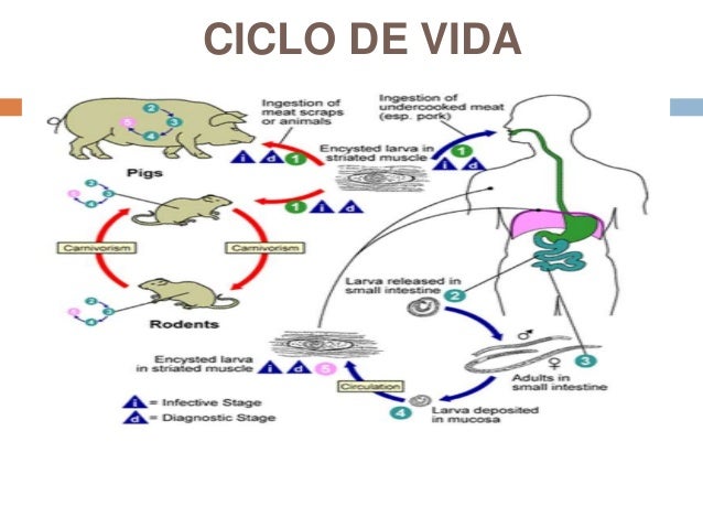 Ciclo De Vida De Trichinella Spiralis