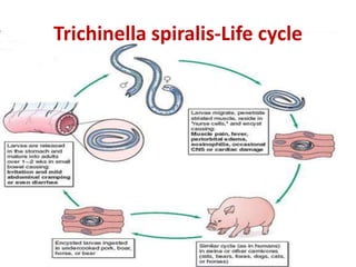Trichinella Spiralis Life Cycle