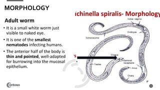 Trichinella Spiralis Morphology