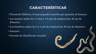 Trichinella spiralis | PPTX