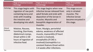 trichinella spiralis.pptx