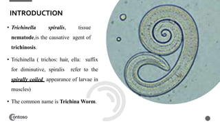 trichinella spiralis.pptx