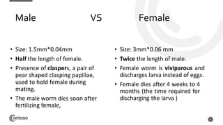 trichinella spiralis.pptx