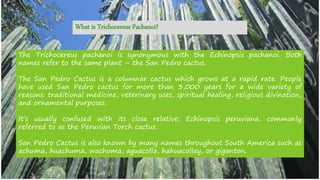 Trichocereus Pachanoi All About The San Pedro Cactus | PPT
