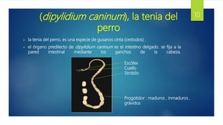 Trichodecte canis2( piojo del perro) Andrea Navia Valderrama | PPTX