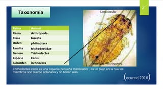 Trichodecte canis2( piojo del perro) Andrea Navia Valderrama | PPTX