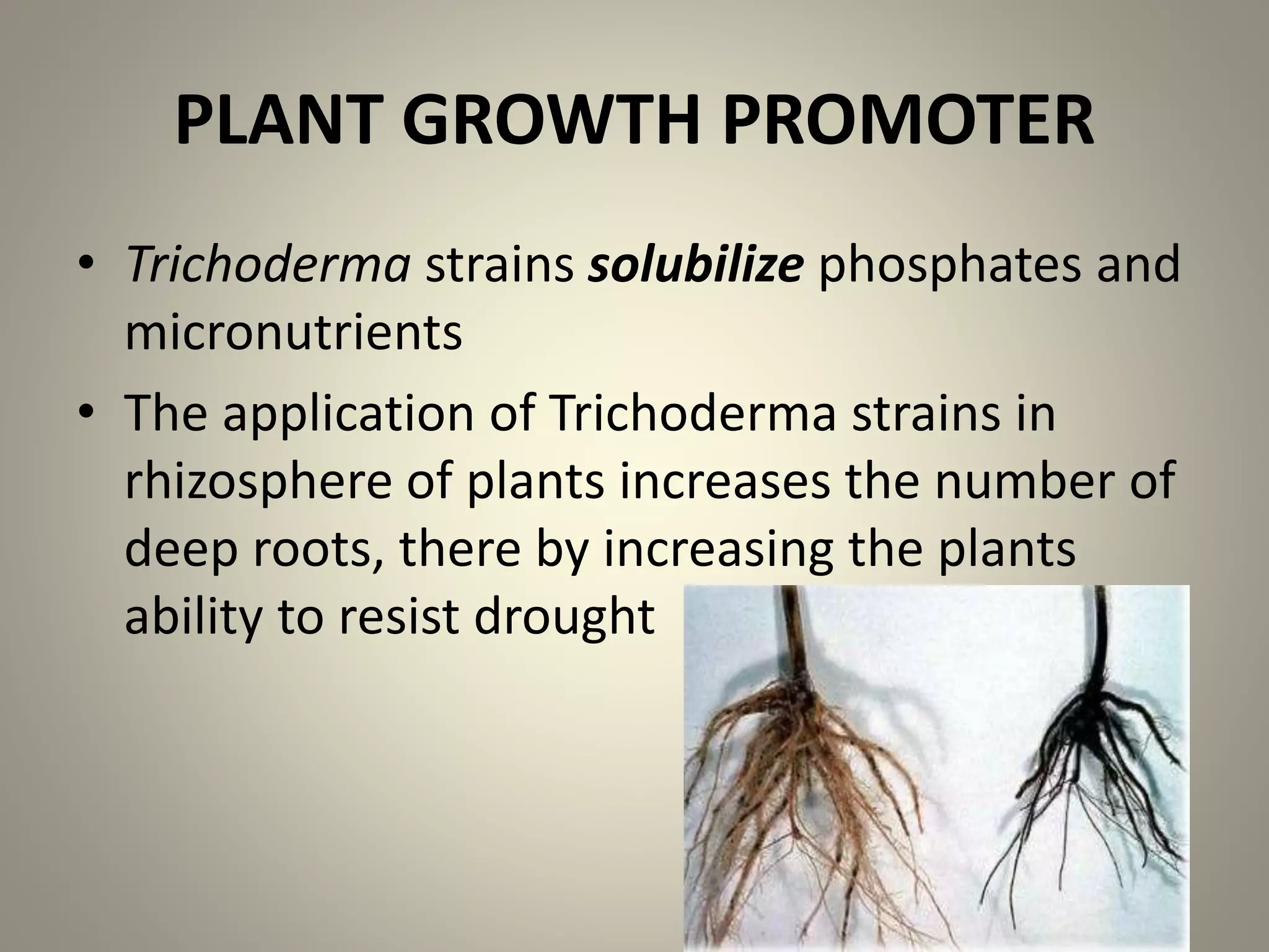Trichoderma | PPTX