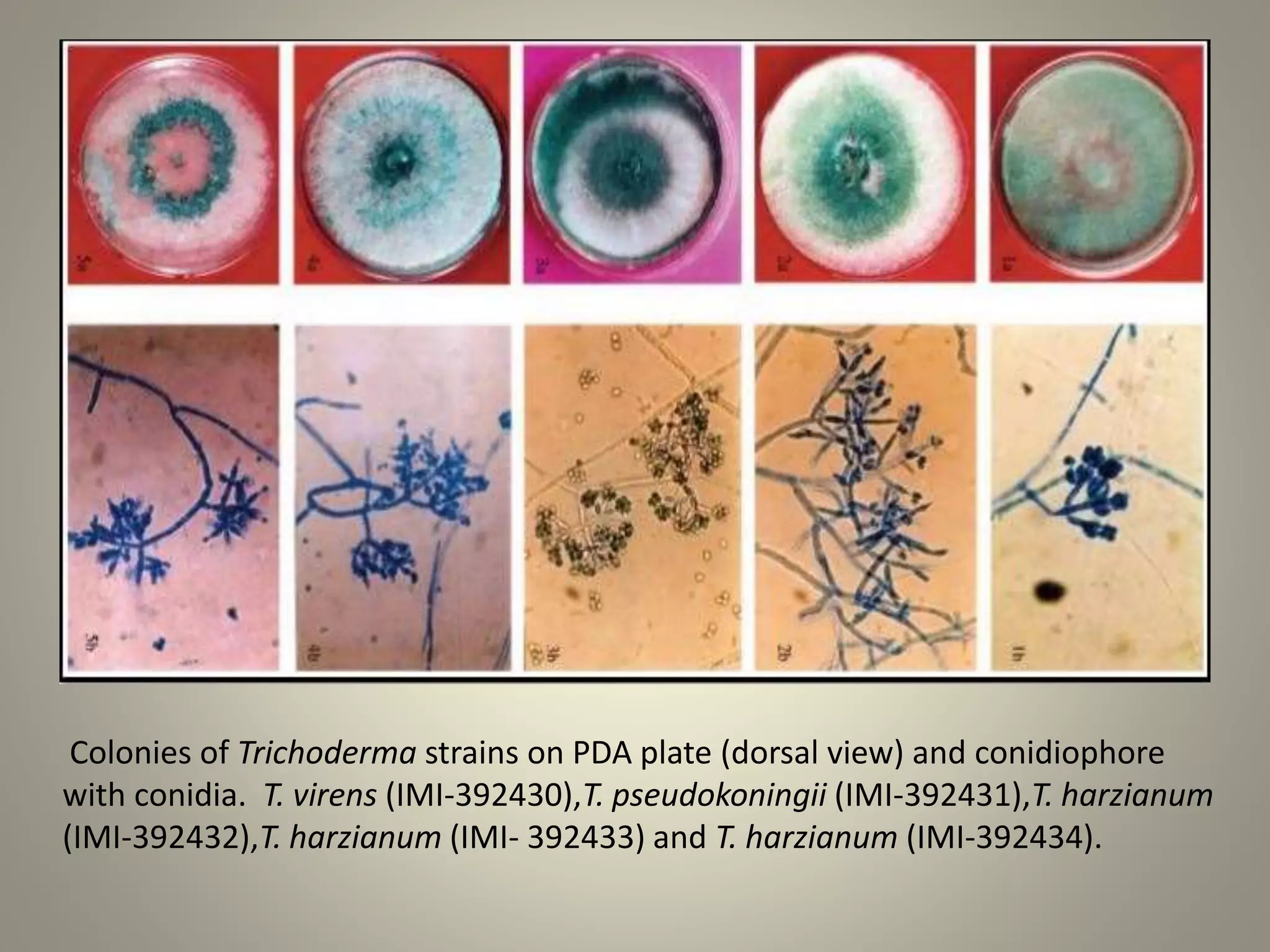 Trichoderma | PPTX