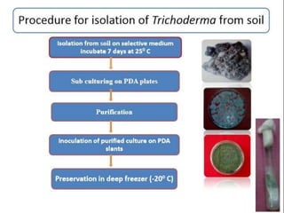 Trichoderma | PPTX