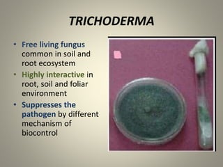Trichoderma | PPTX