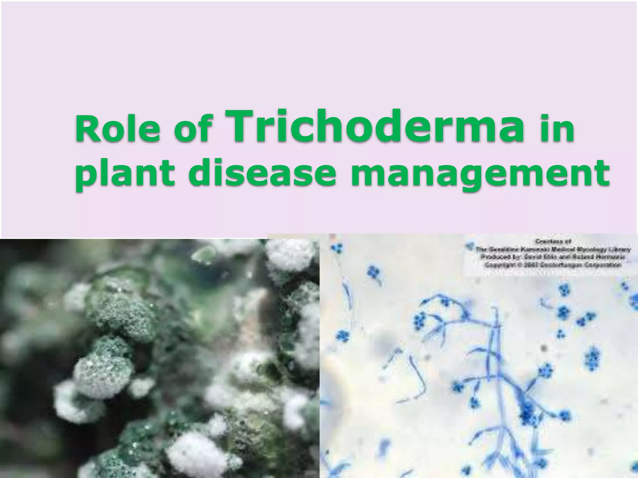 Trichoderma | PPTX