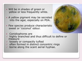 Trichoderma | PPTX
