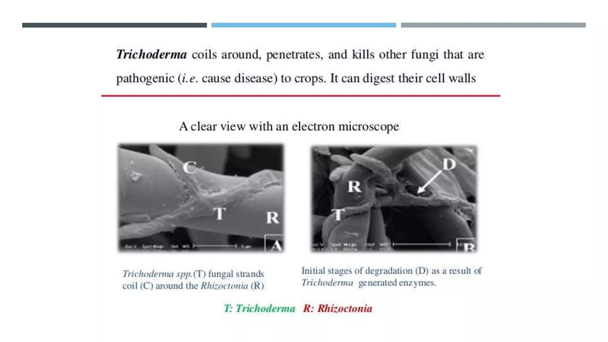 Trichoderma | PPTX