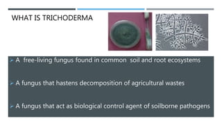 Trichoderma | PPTX
