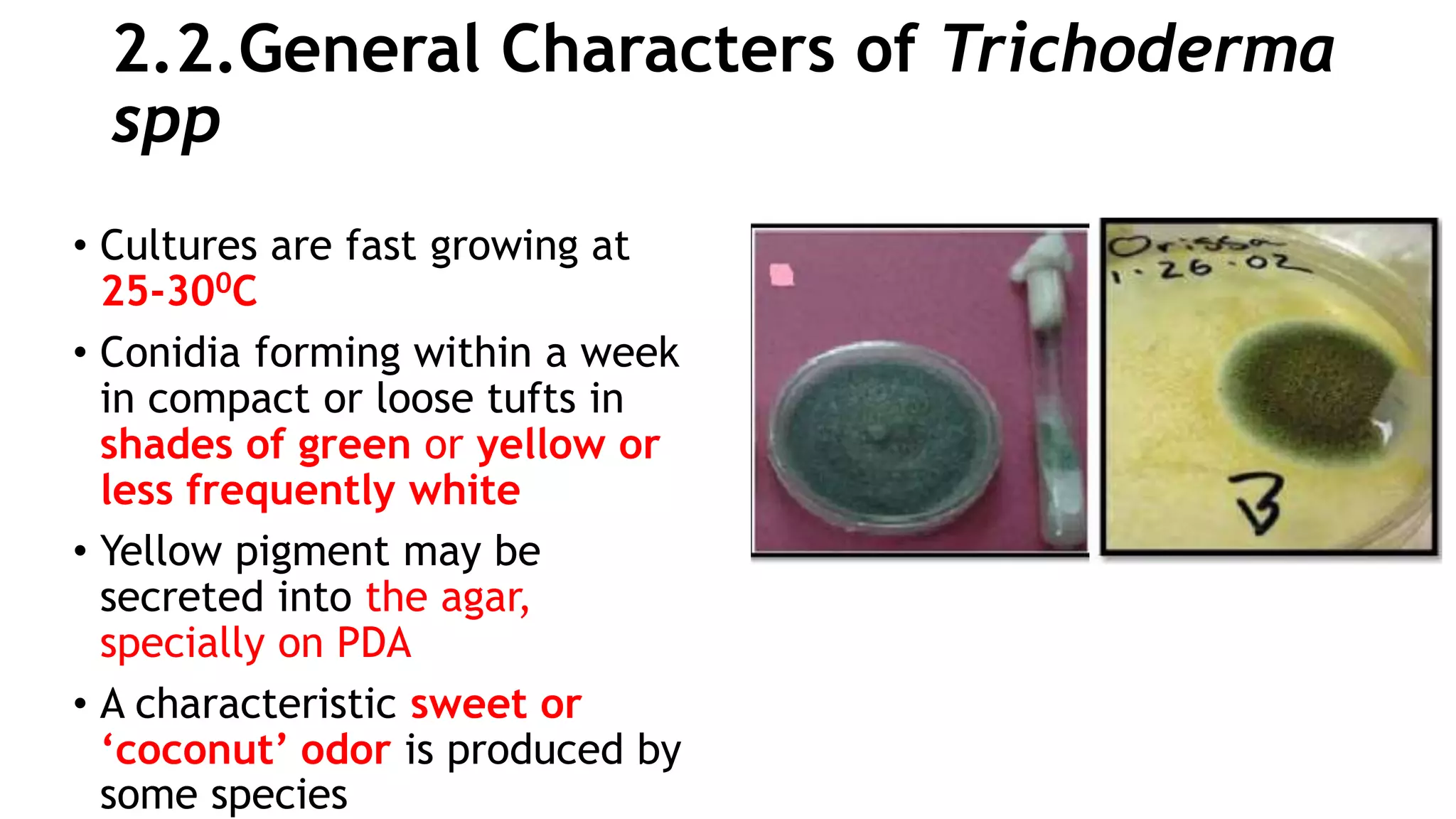 trichoderma.pptx