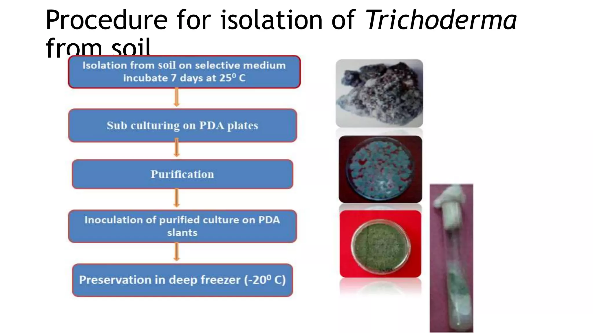 trichoderma.pptx