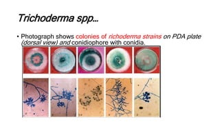 trichoderma.pptx