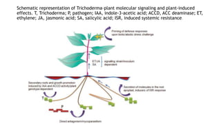 trichoderma.pptx