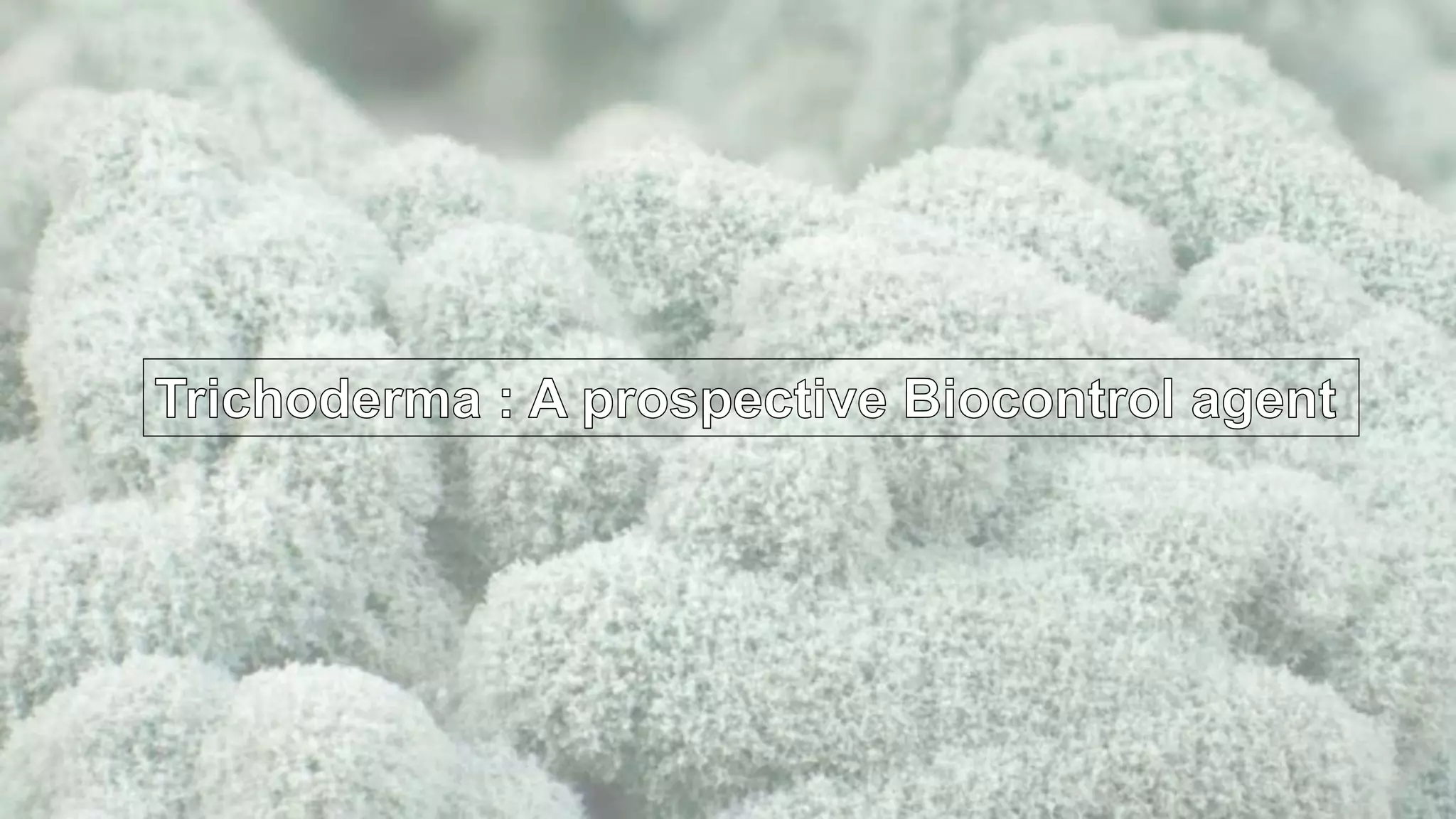 Biological Control of Plant Diseases Using Trichoderma Fungi | PPT