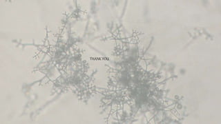 Trichoderma a prospective biocontrol agent | PPT