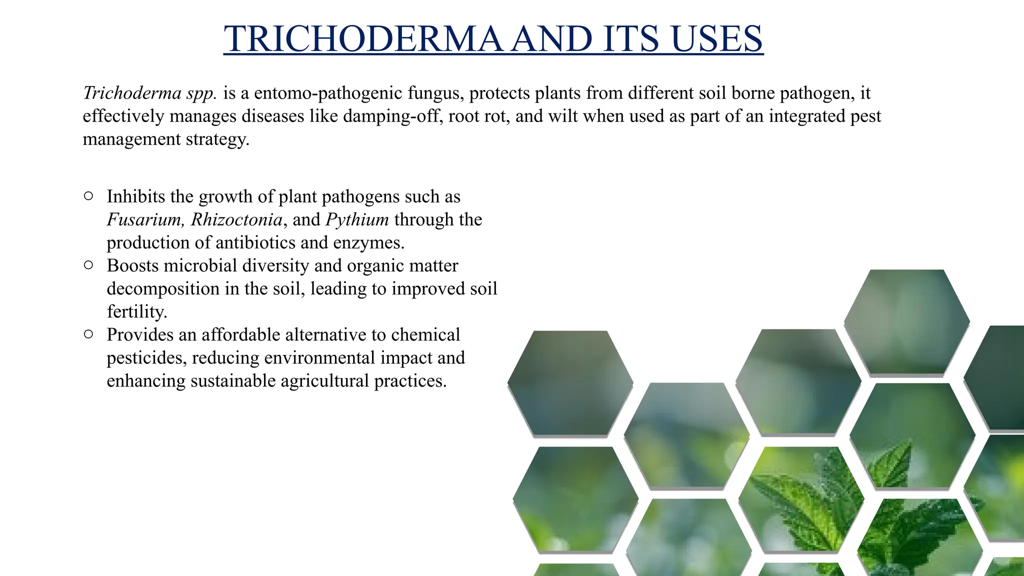 METHOD OF PREPARATION OF THE LIQUID CULTURE OF TRICHODERMA | PPTX