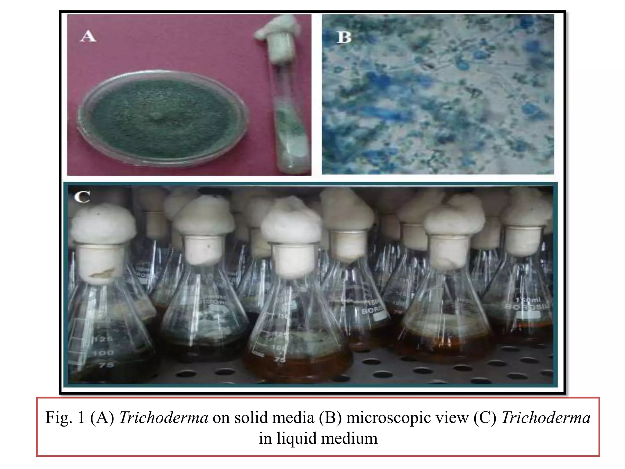 Trichoderma march 14th | PPTX