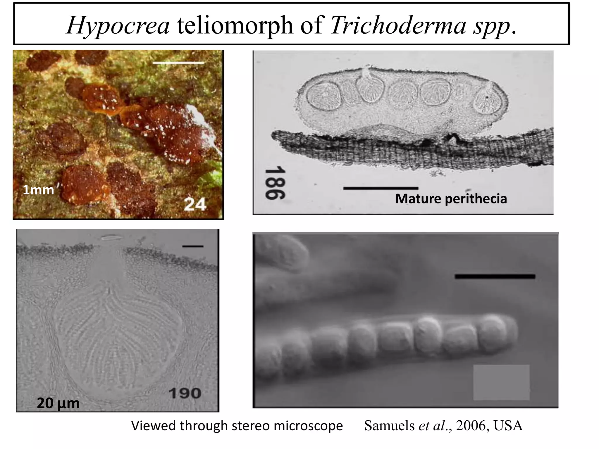 Trichoderma march 14th | PPTX