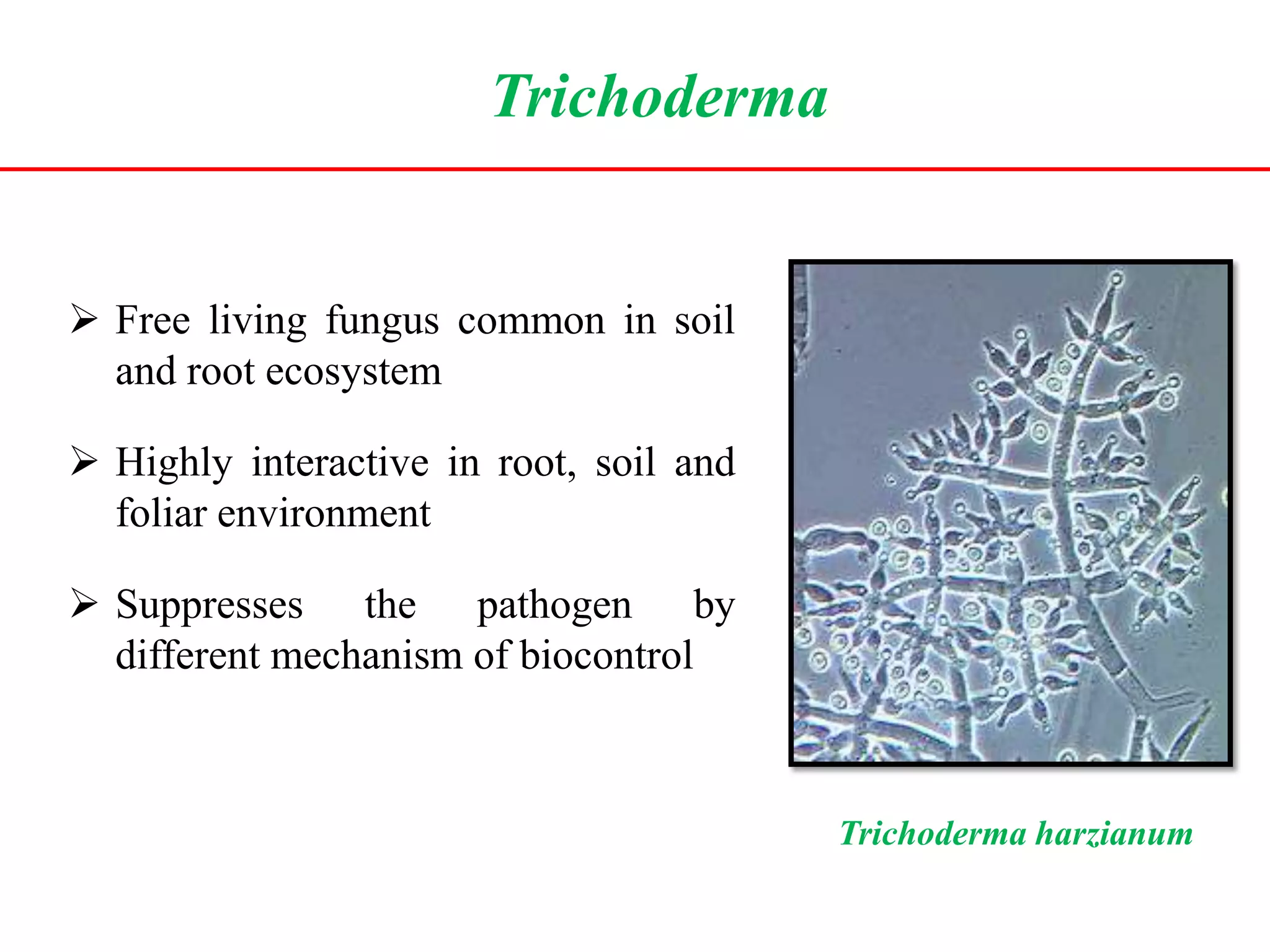 Trichoderma march 14th | PPTX