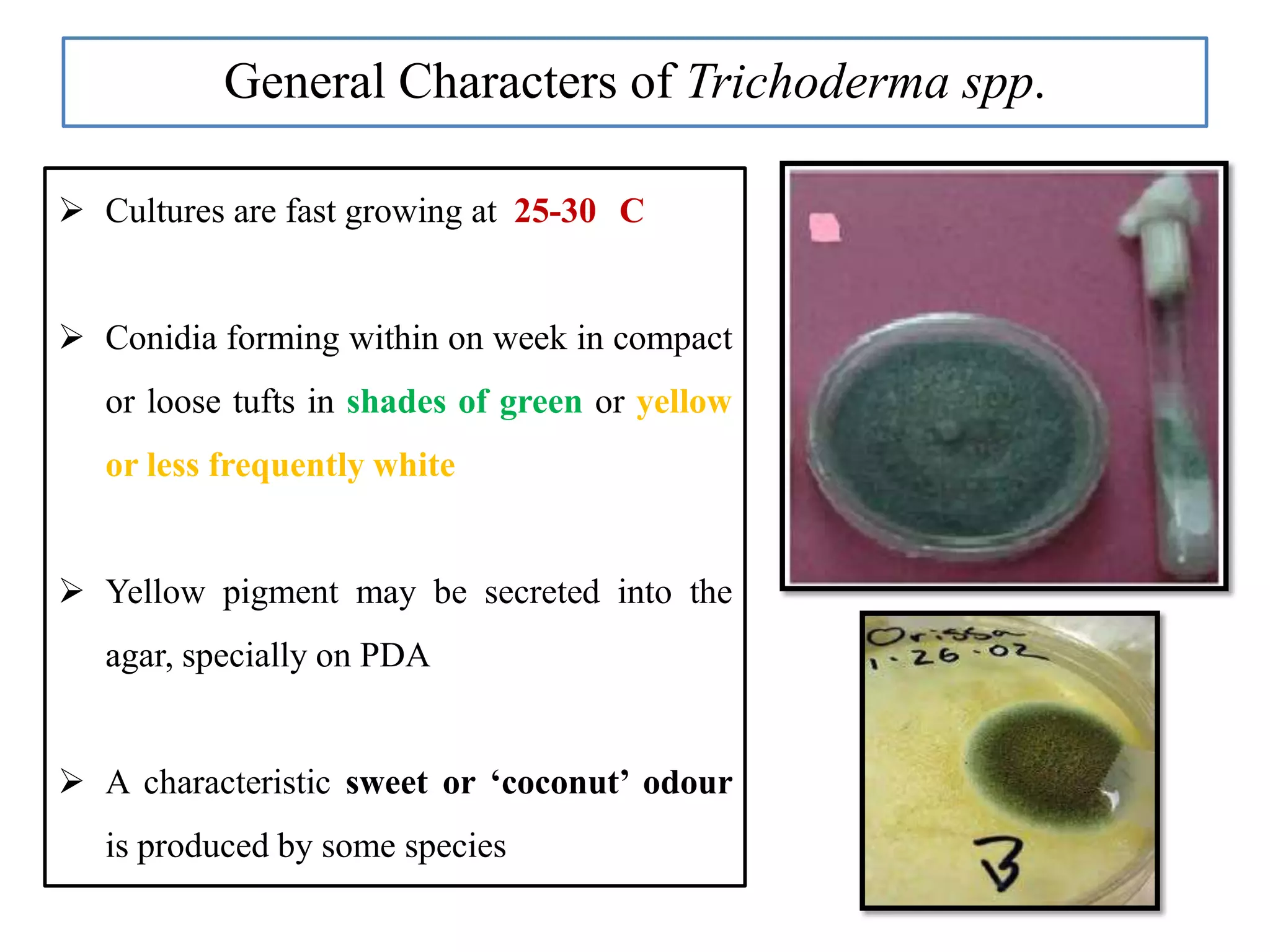 Trichoderma march 14th | PPTX