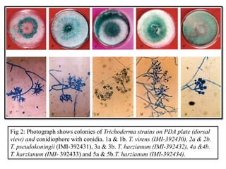 Trichoderma march 14th | PPT