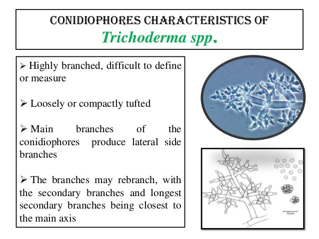 Trichoderma march 14th