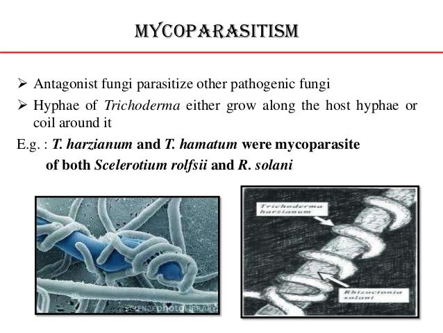 Trichoderma march 14th