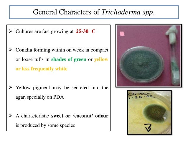 Trichoderma march 14th
