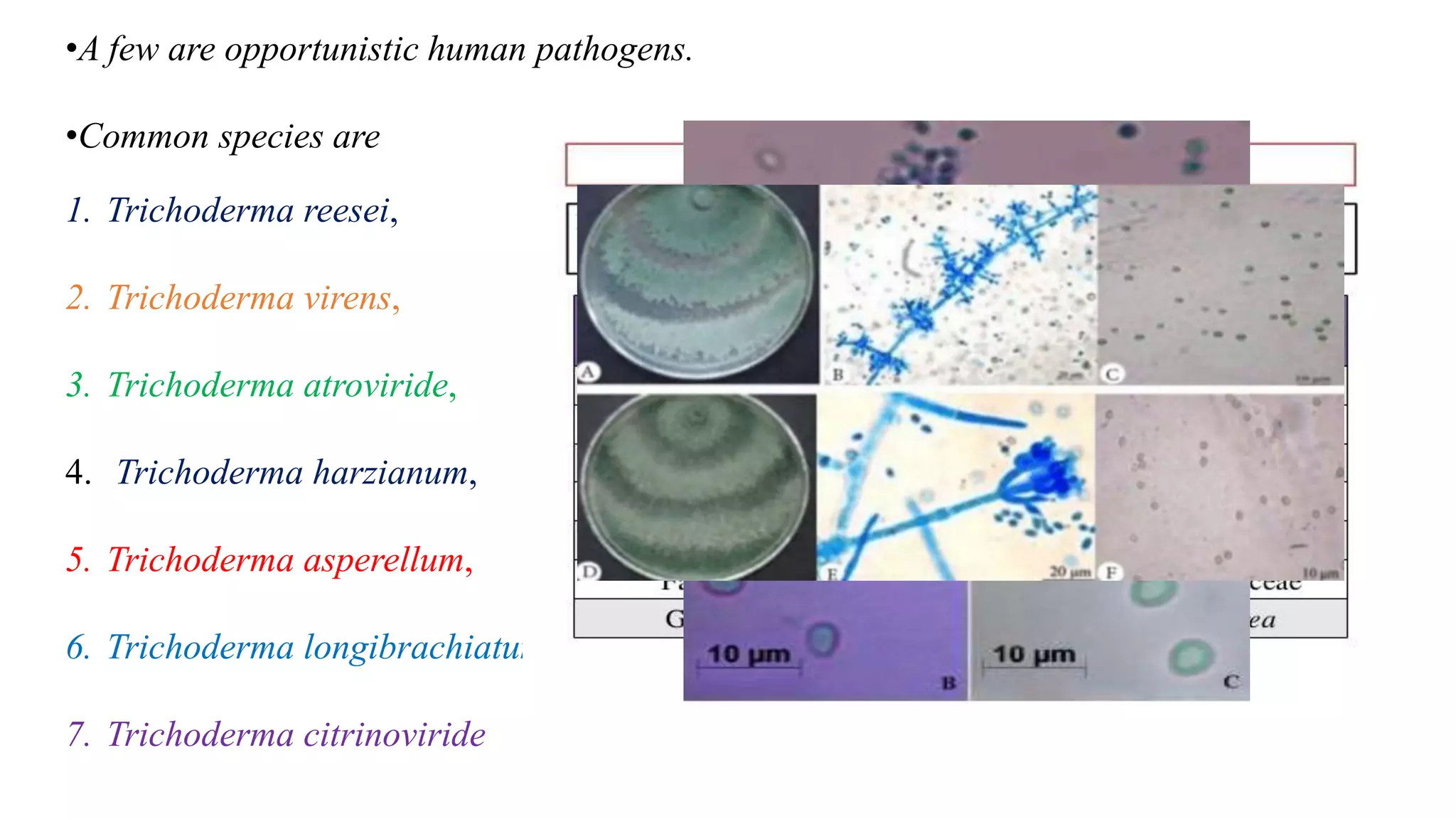 Trichoderma ppt | PPTX