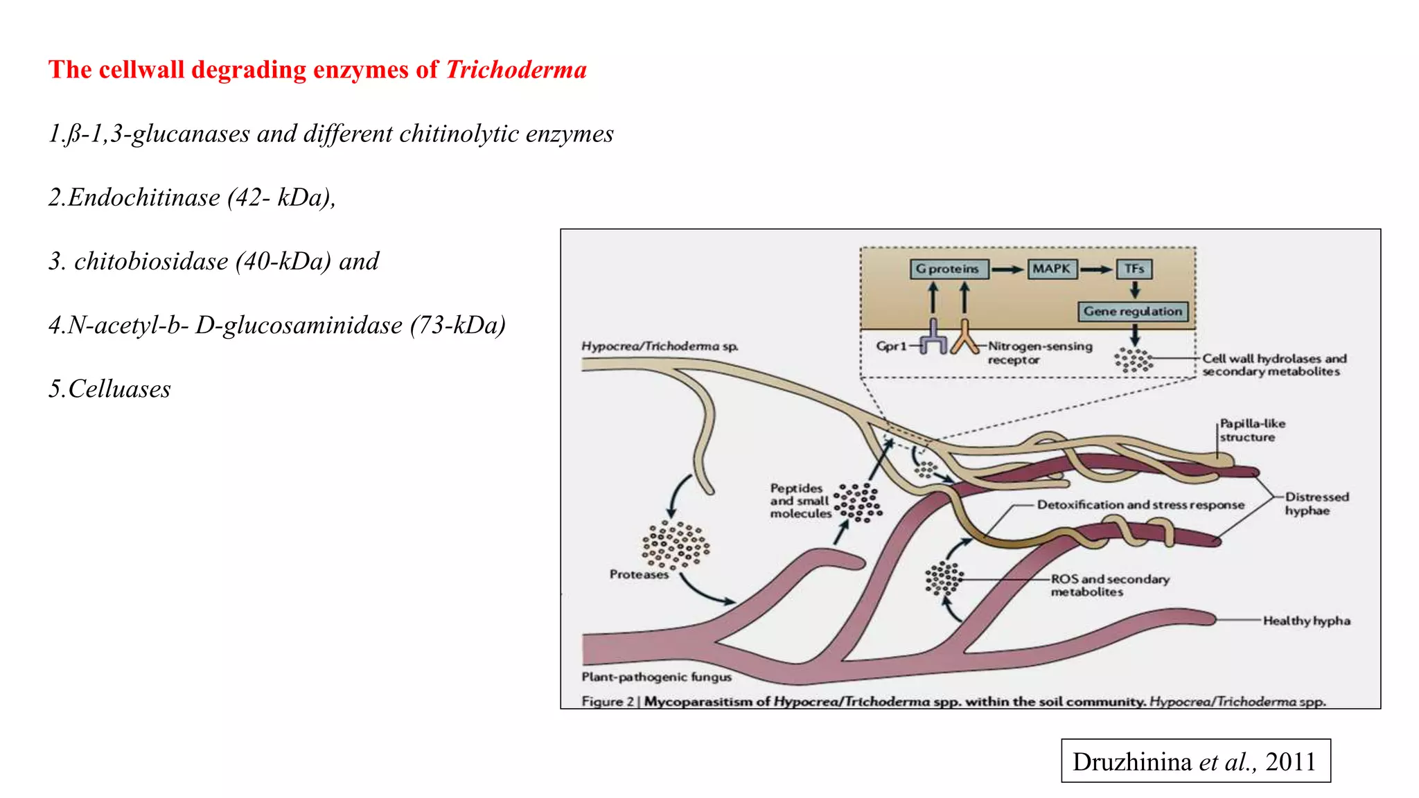 Trichoderma ppt | PPTX