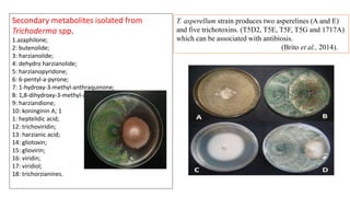 Trichoderma ppt | PPTX