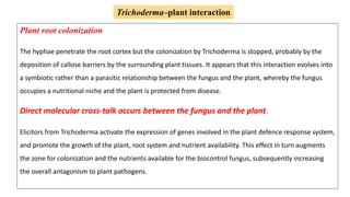 Trichoderma ppt | PPTX