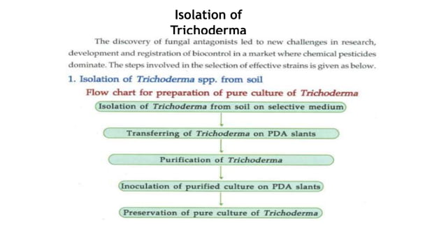 Trichoderma ppt | PPTX