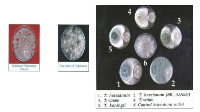 Trichoderma ppt | PPTX