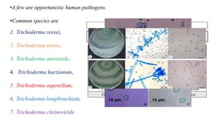 Trichoderma ppt | PPTX
